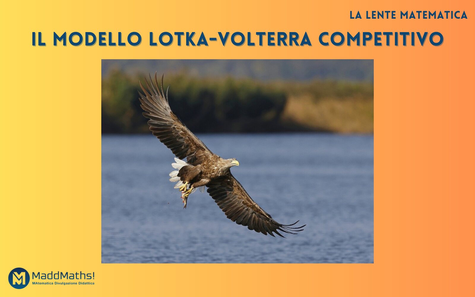 Il modello Lotka-Volterra competitivo - Maddmaths!